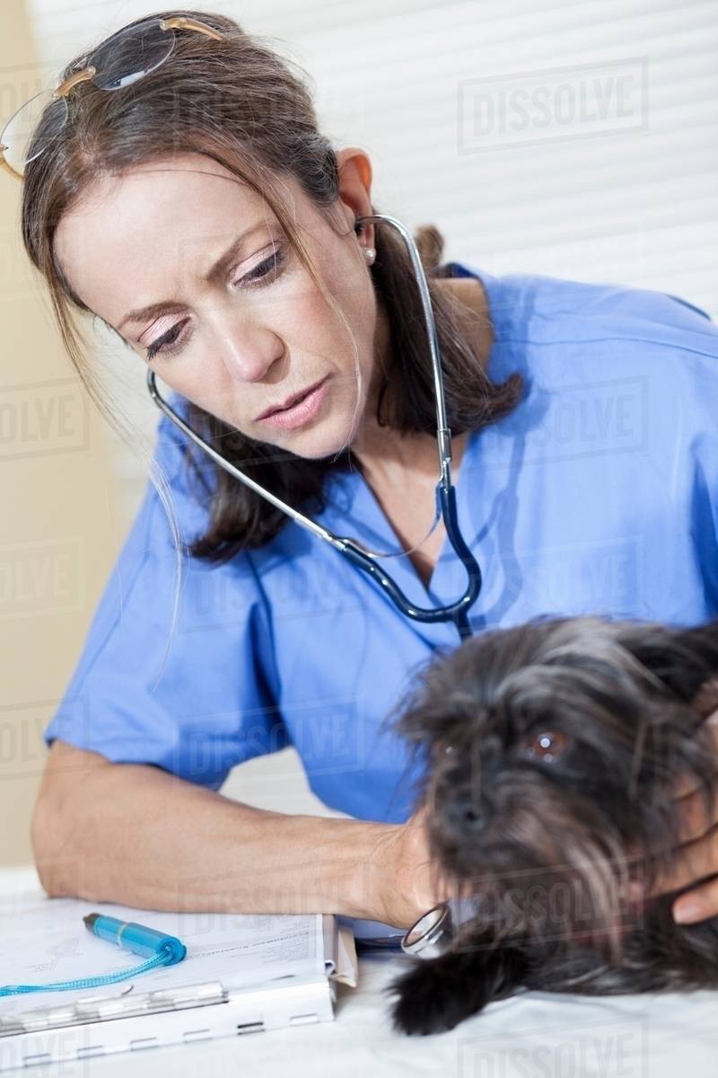 Doctor examining dog - Royalty-free Stock Photo | Dissolve