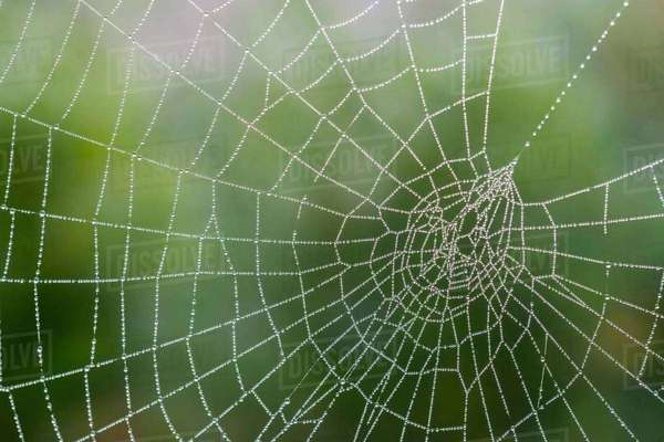 Spider's web, with dew, close-up - Royalty-free Stock Photo | Dissolve