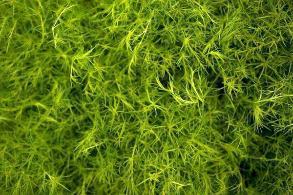 Close up of tangled plants - Royalty-free Stock Photo | Dissolve