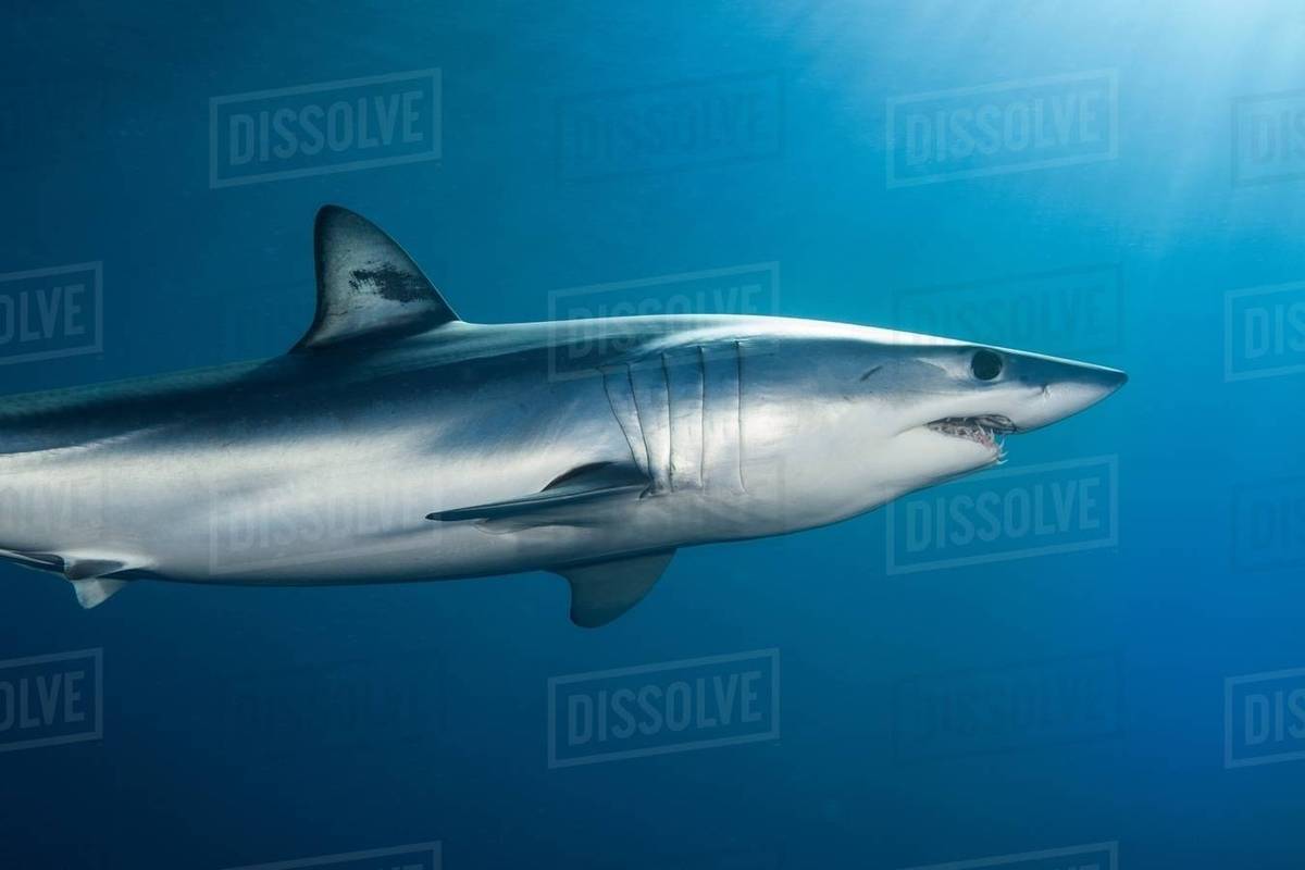 Underwater view of shortfin mako shark (Isurus oxyrinchus) swimming in ...