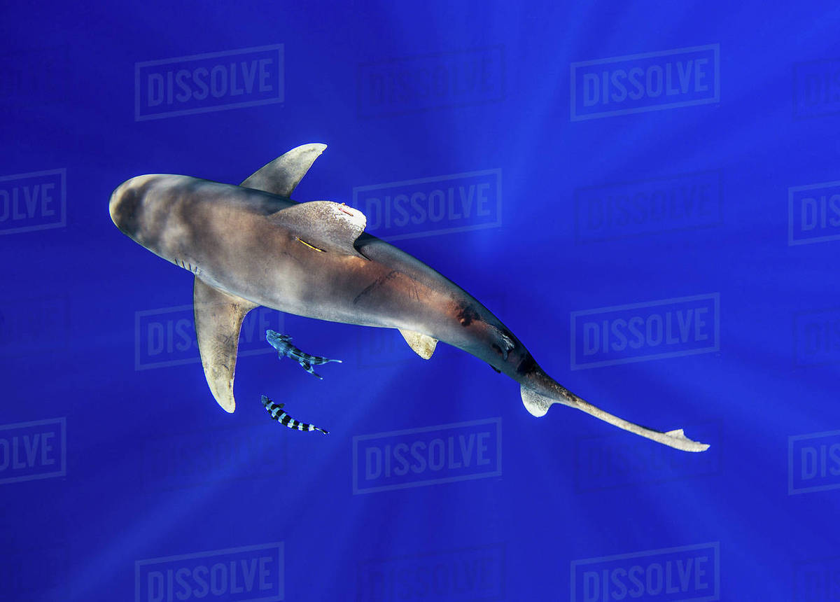 Oceanic Whitetip Shark with pilot fish around it - Royalty-free Stock ...