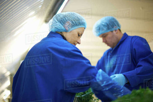 Workers on production line wearing hair nets packaging vegetables ...