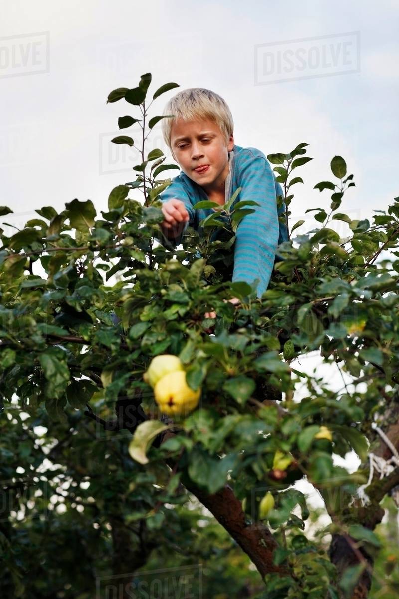 Boy picking fruit in tree - Stock Photo - Dissolve