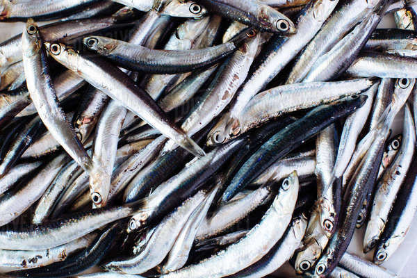 Traditional Italian food, overhead view of fresh anchovies, Campania ...
