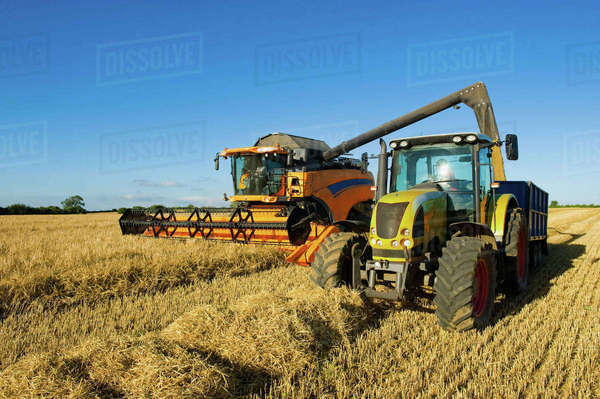 Farmers driving tractor and combine harvester to harvest wheat field ...