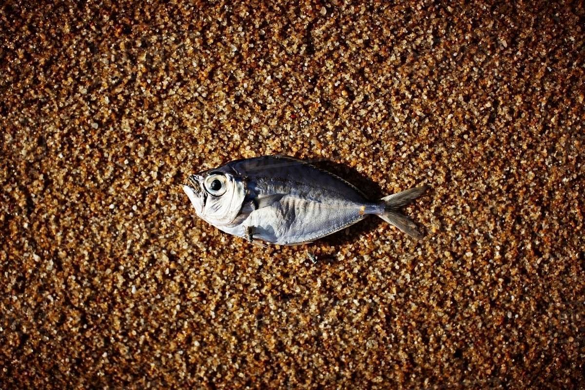 Fish laying on rocky beach - Royalty-free Stock Photo | Dissolve