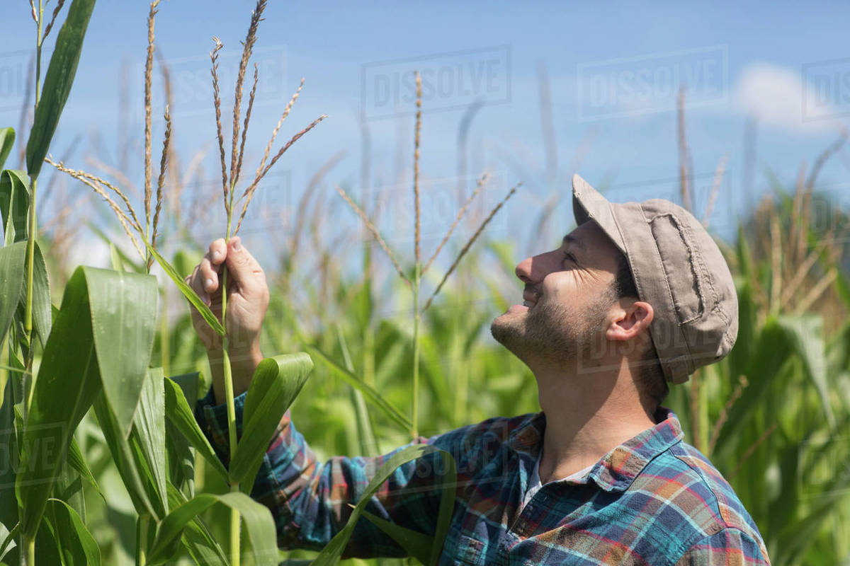 Farmer in corn field quality checking corn plants - Royalty-free Stock ...
