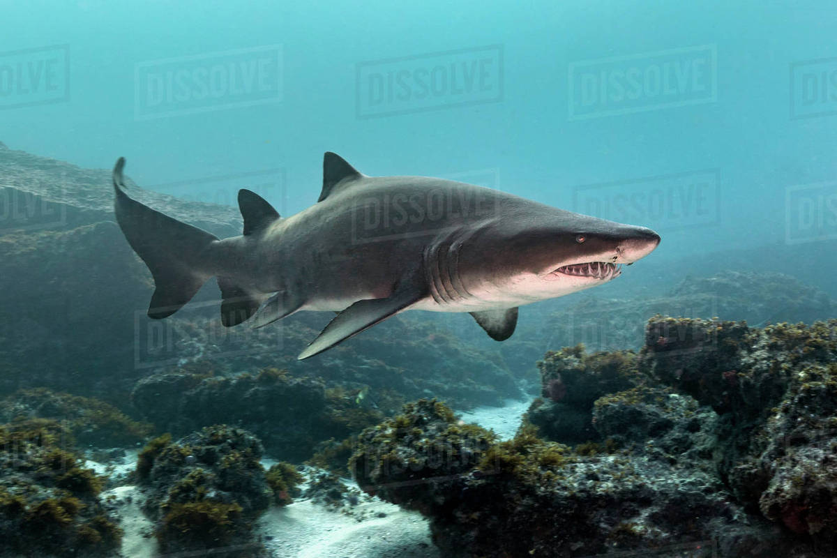 Ragged Tooth or Sand Tiger Shark (Carcharias Taurus) cruising reefs ...