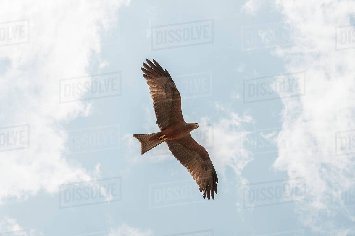 Hawk flying looking for prey, Masai Mara, Kenya - Stock Photo - Dissolve
