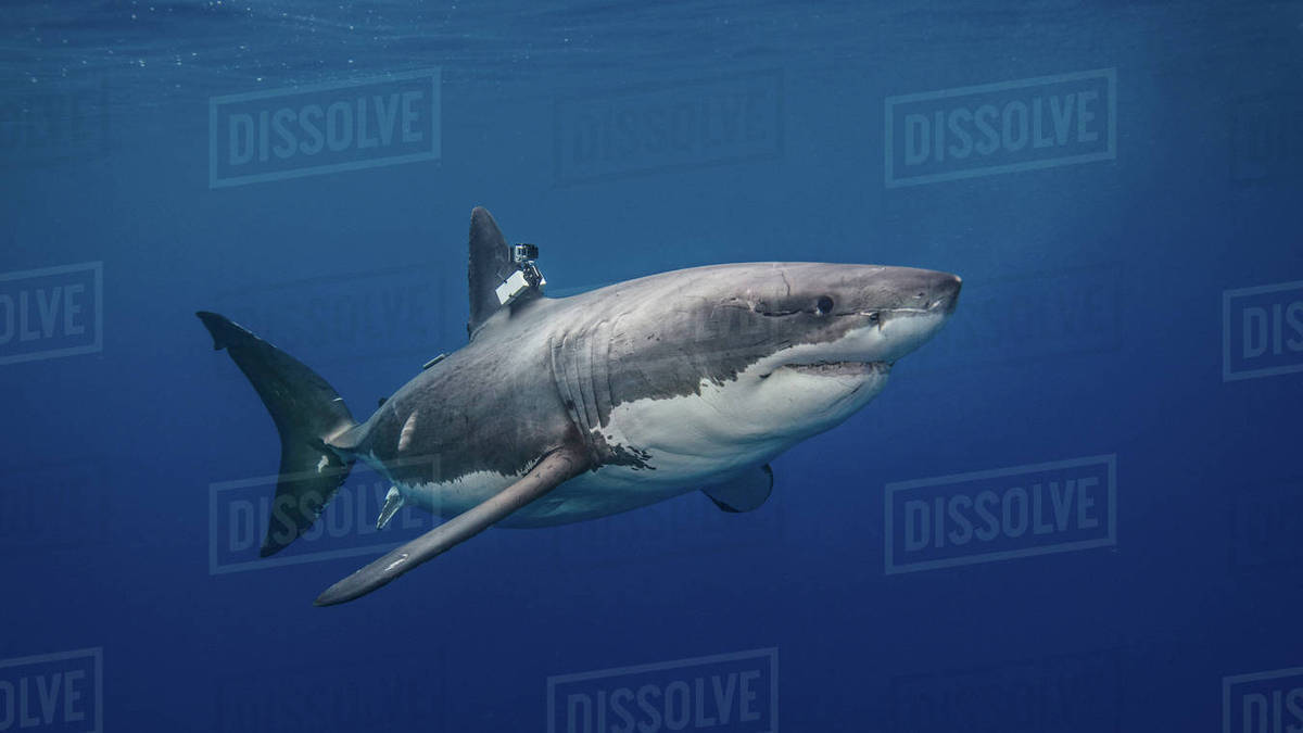 Great White shark with camera clamped on fin for conservation study ...