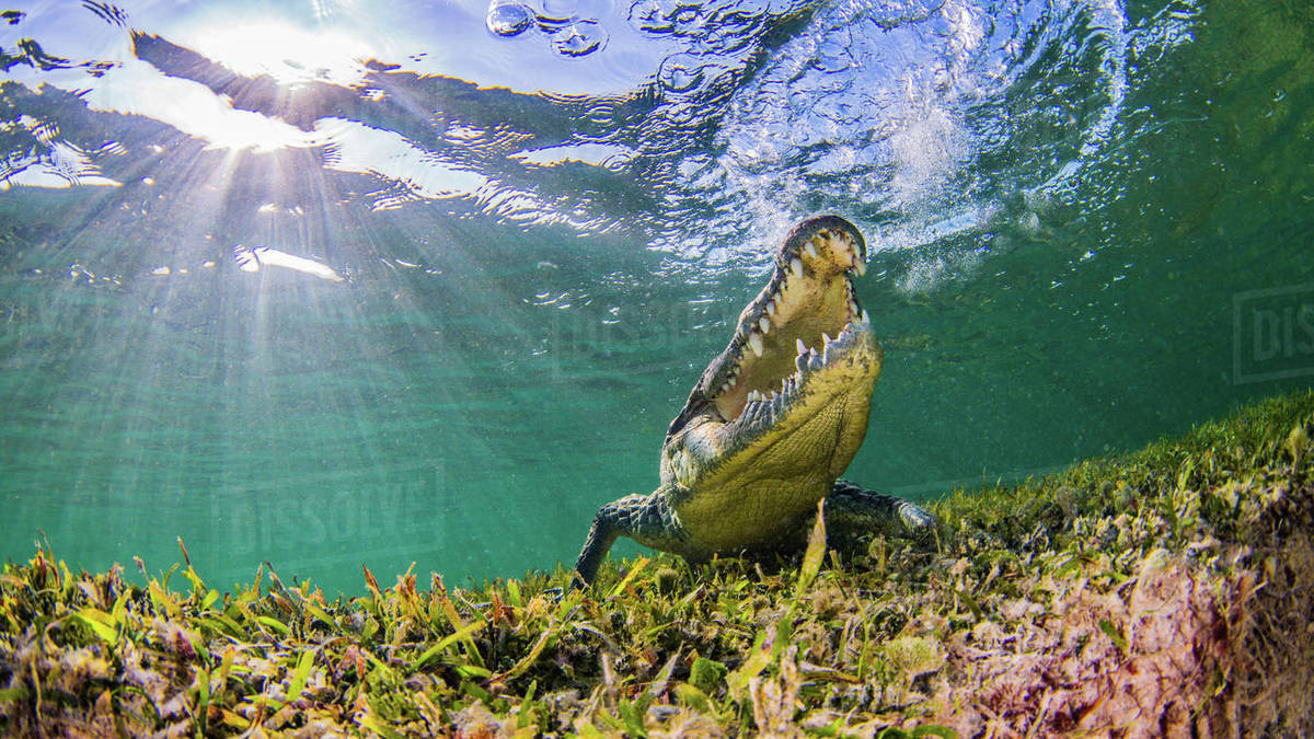 Saltwater Crocodile, underwater view, Chinchorro Banks, Mexico ...