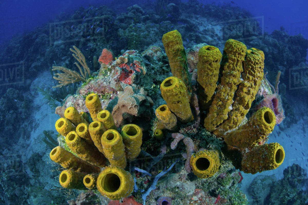 Massive sponges at unspoiled reefs, Chinchorro Banks, Quintana Roo ...
