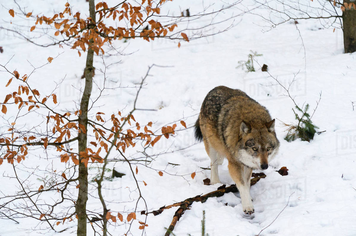 Gray wolf (Canis lupus), Bavarian Forest National Park, Bavaria ...