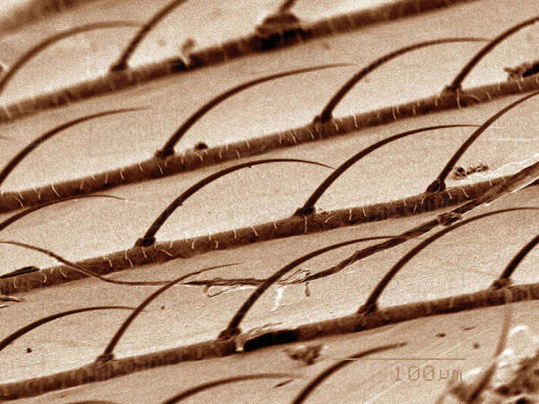 Scanning electron micrograph of the wing of a mantisfly, Mantispidae ...