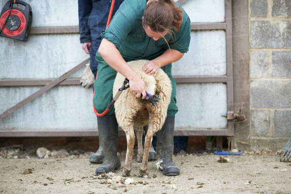Sheep sheerer sheering sheep on farm - Royalty-free Stock Photo | Dissolve