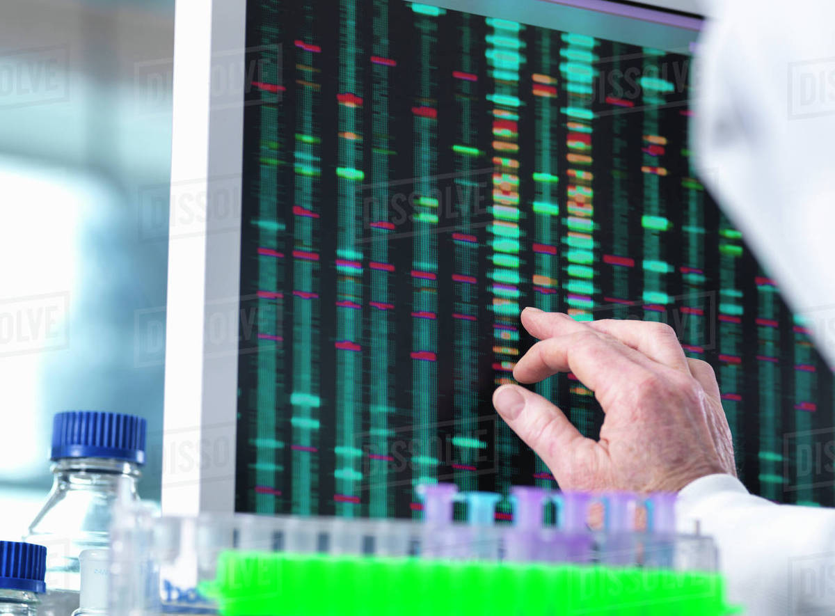 DNA Research, Scientist viewing DNA test results on a computer screen ...