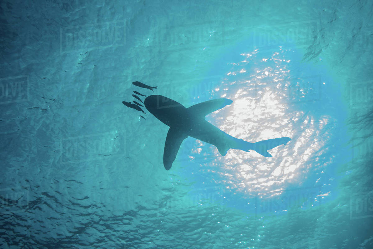 White tip shark (Carcharhinus longimanus) swimming with small fish, low ...