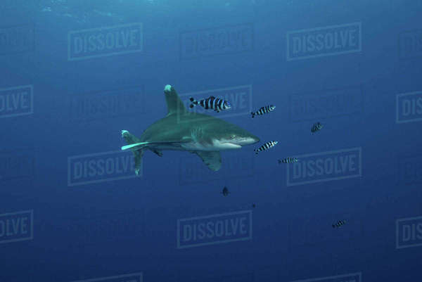 White tip shark (Carcharhinus longimanus) swimming with pilot fish ...
