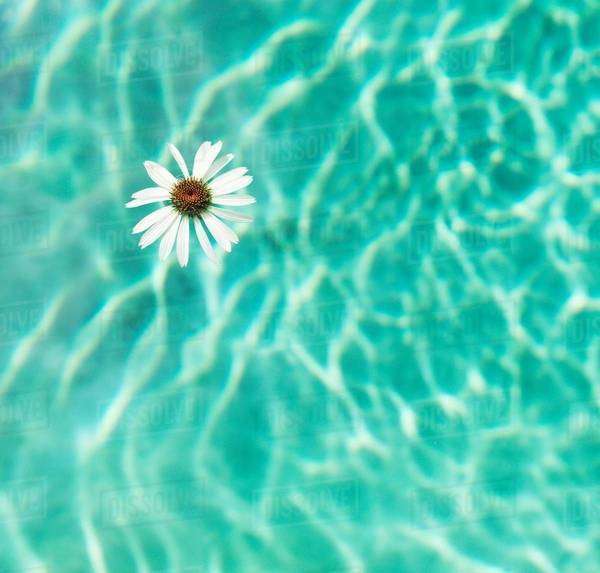 Flower floating in swimming pool - Stock Photo - Dissolve