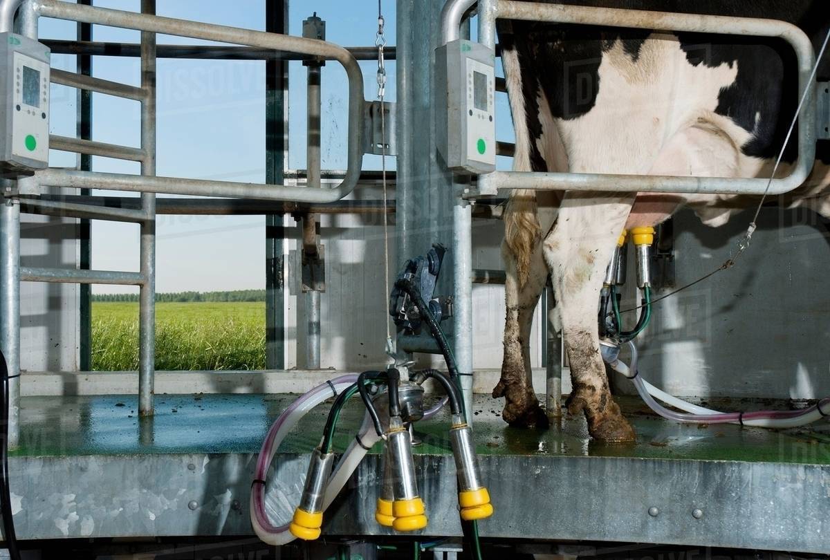 Cow attached to milking machine - Stock Photo - Dissolve