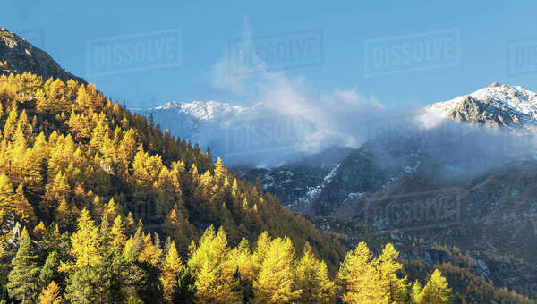 Larch forest in Swiss Alps, Simply Pass, Valais, Switzerland - Royalty ...