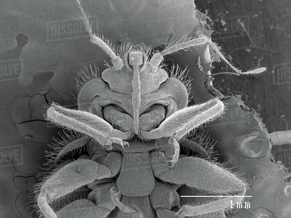 Magnified view of bat bug - Royalty-free Stock Photo | Dissolve