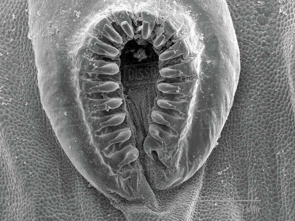 Magnified view of proleg of caterpillar - Stock Photo - Dissolve