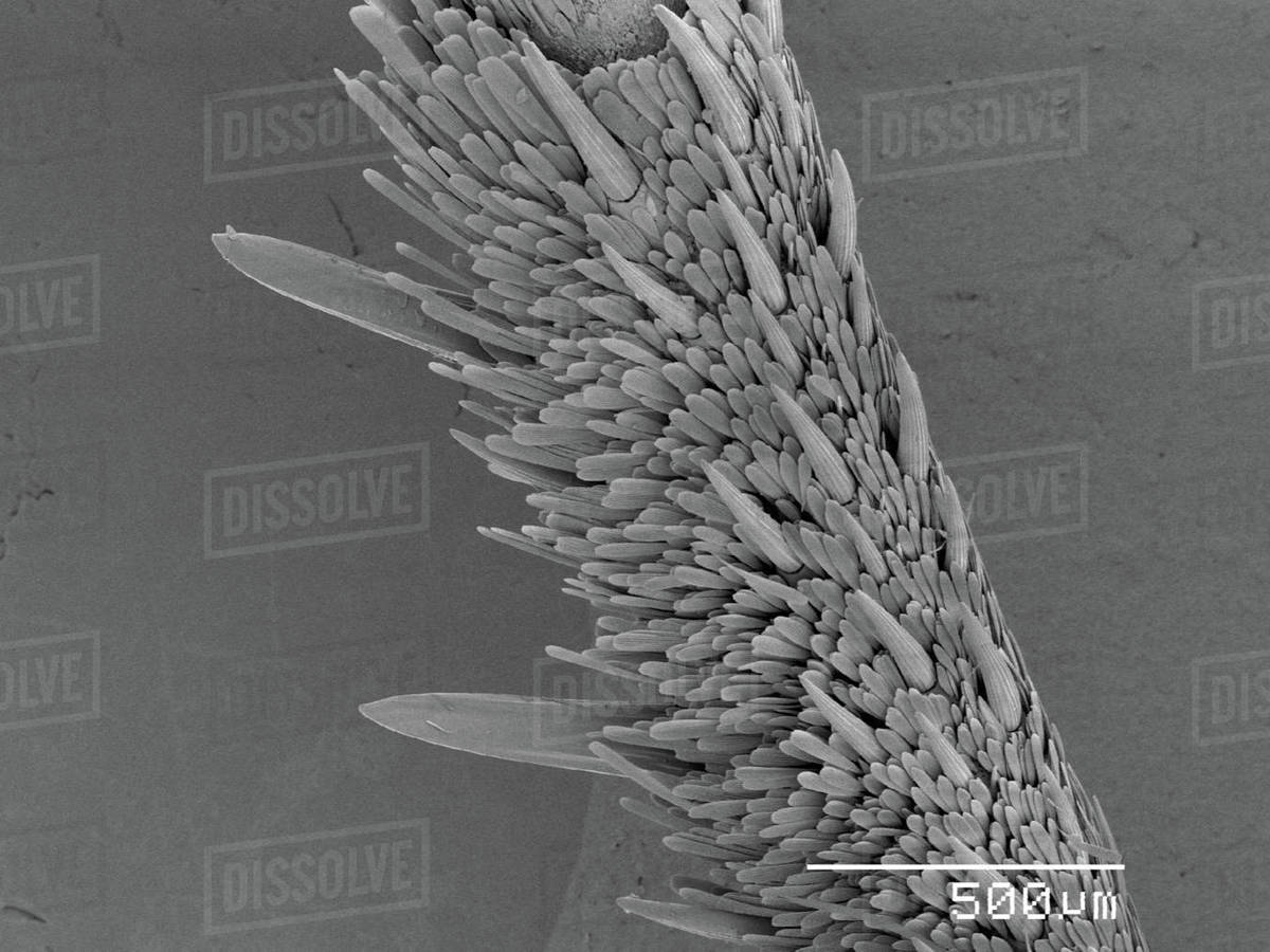 Magnified view of hawk moth leg - Royalty-free Stock Photo | Dissolve