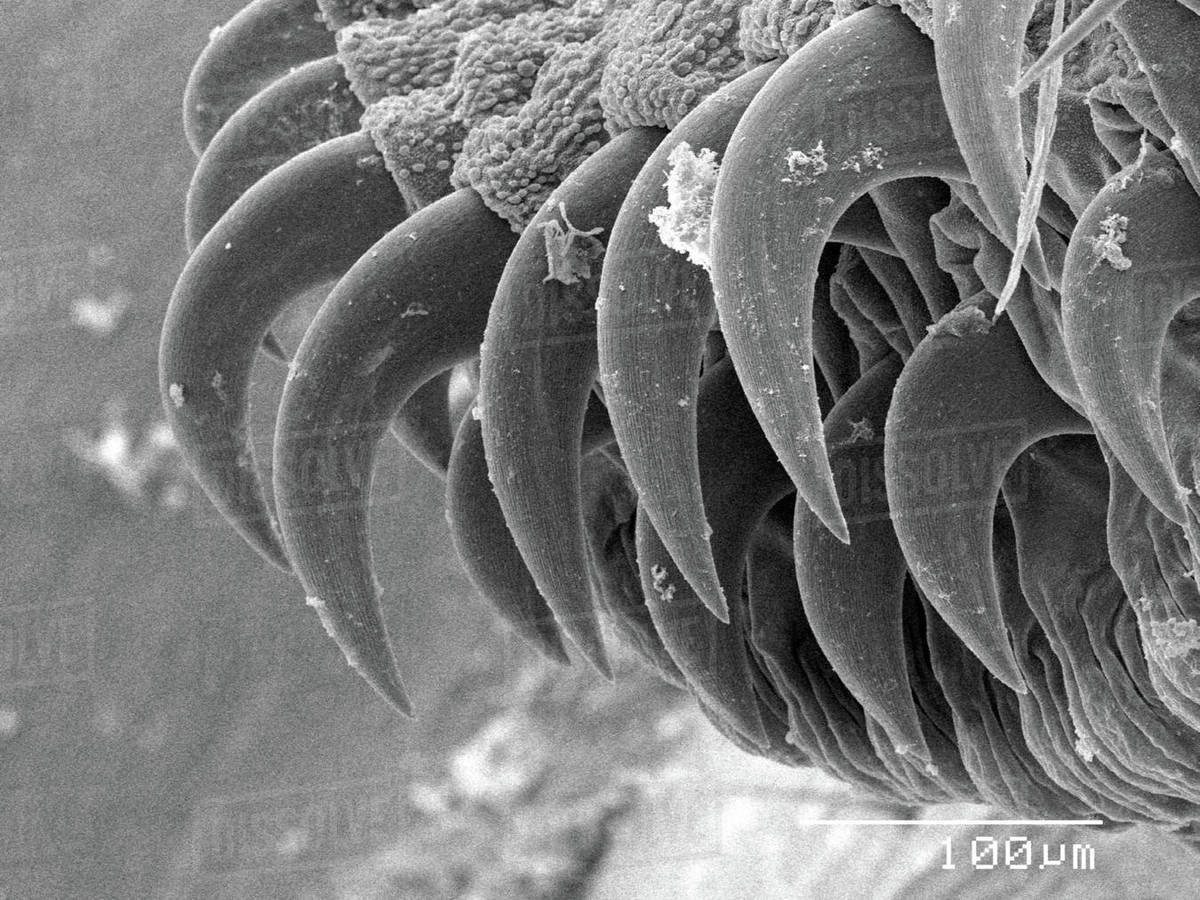 Magnified view of proleg of caterpillar - Royalty-free Stock Photo ...
