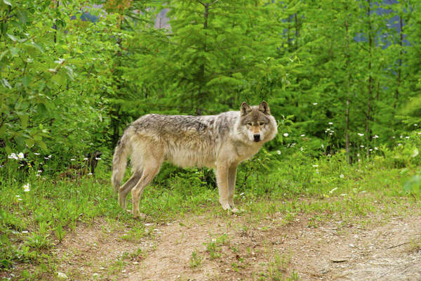 Gray Wolf, Golden, British Columbia, Canada - Royalty-free Stock Photo ...