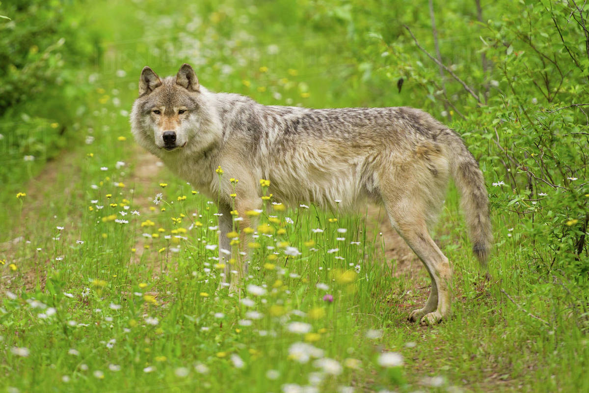 Gray Wolf, Golden, British Columbia, Canada - Royalty-free Stock Photo ...
