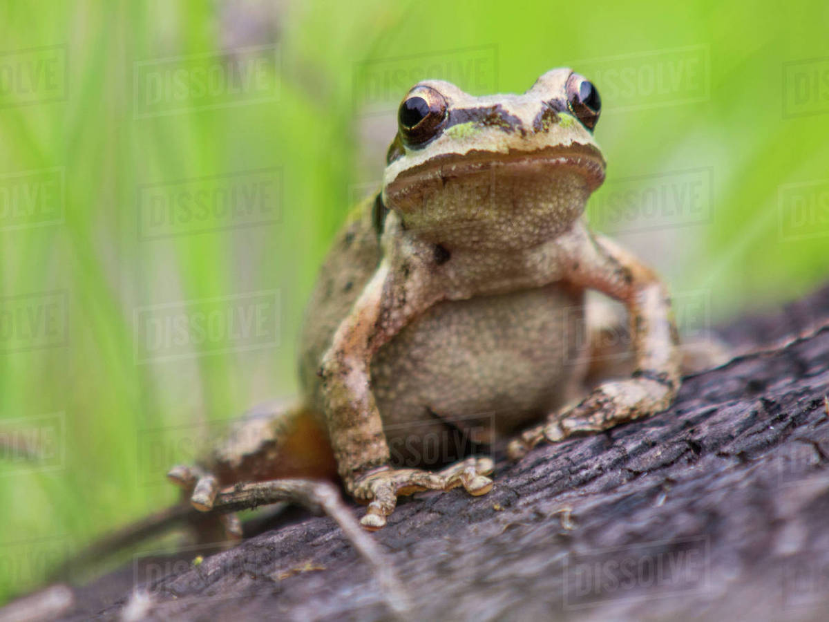 Pacific Tree Frog (Pseudacris regilla), Marin County, California, USA ...
