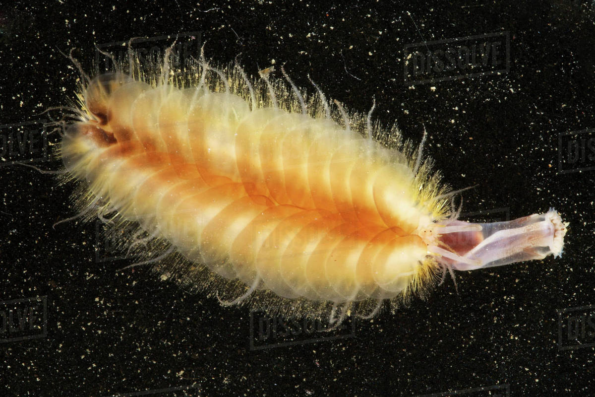 Deepwater polynoid - Royalty-free Stock Photo | Dissolve