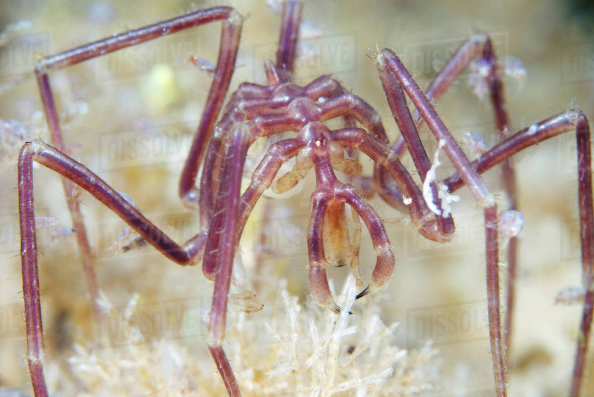 Nymphon grossipes sea spider - Royalty-free Stock Photo | Dissolve