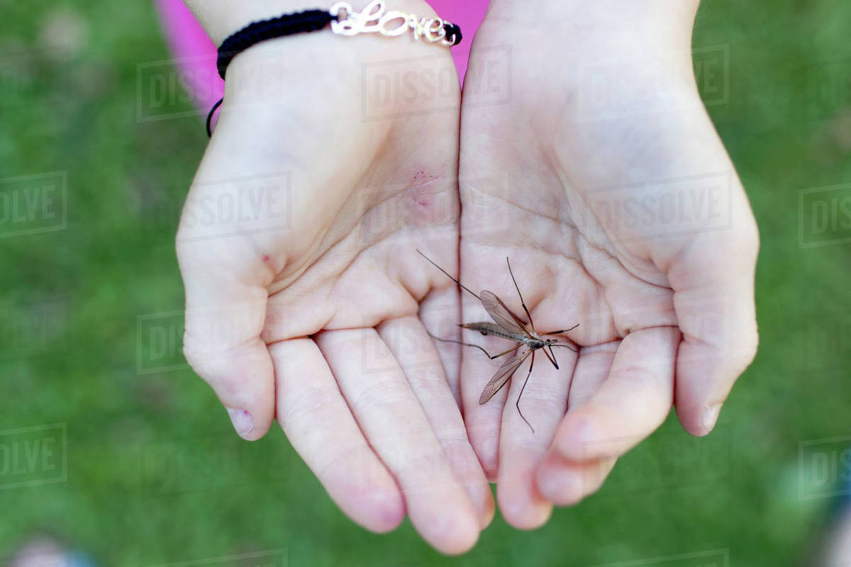 Insect in palms of cupped hands - Royalty-free Stock Photo | Dissolve