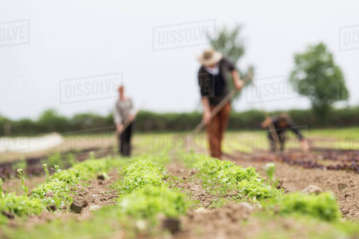 Farmer hoeing vegetable garden - Stock Photo - Dissolve