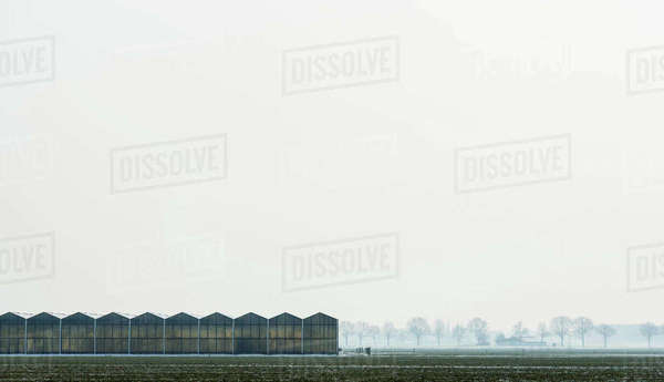 Greenhouse, Dorst, Noord-Brabant, Netherlands - Stock Photo - Dissolve