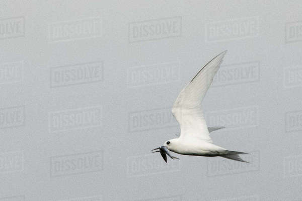 Flying holy spirit dove carrying fish in mouth, Puntarenas, Costa Rica ...