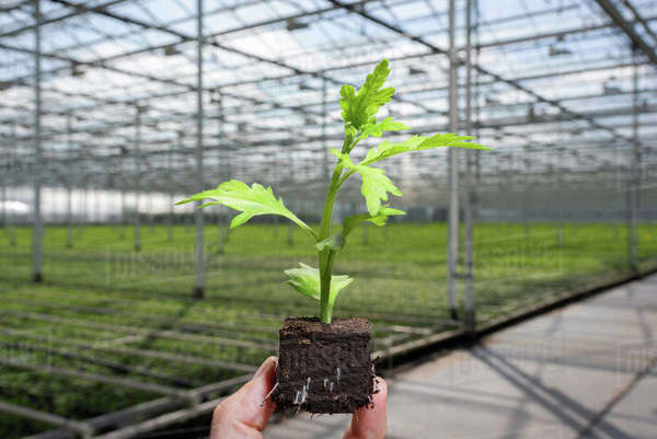 Single chrysanthemum seedling, chrysanthemums in background in modern ...