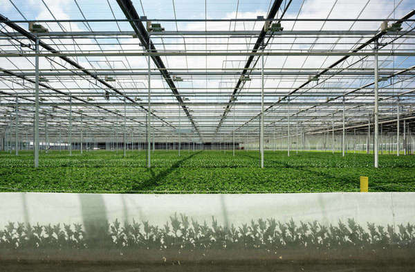 Growing chrysanthemums in modern Dutch greenhouse, Maasdijk, Zuid ...
