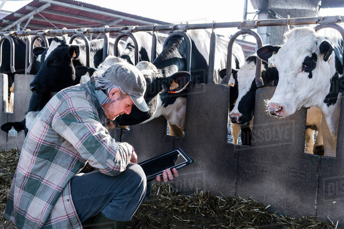 Dairy farm worker checking wellbeing of his cows - Royalty-free Stock ...
