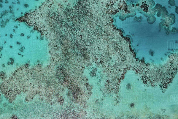 Reef life, Alacranes, Campeche, Mexico - Royalty-free Stock Photo ...