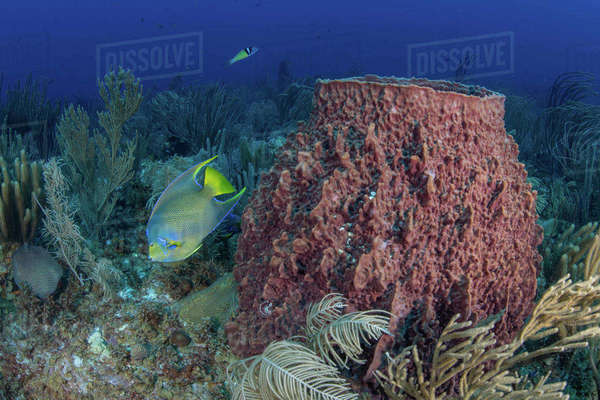 Reef life, Alacranes, Campeche, Mexico - Royalty-free Stock Photo ...