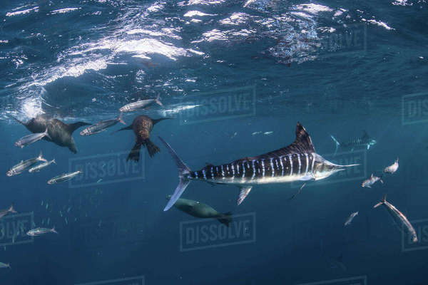 Striped marlin hunting mackerel and sardines, joined by sea lions ...