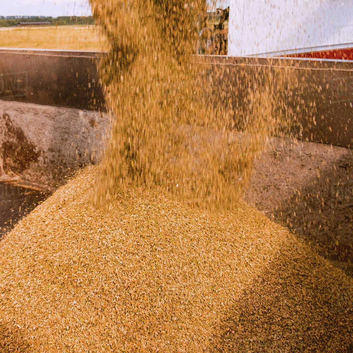 Cereal grain pouring from combine harvester into truck, detail - Stock ...