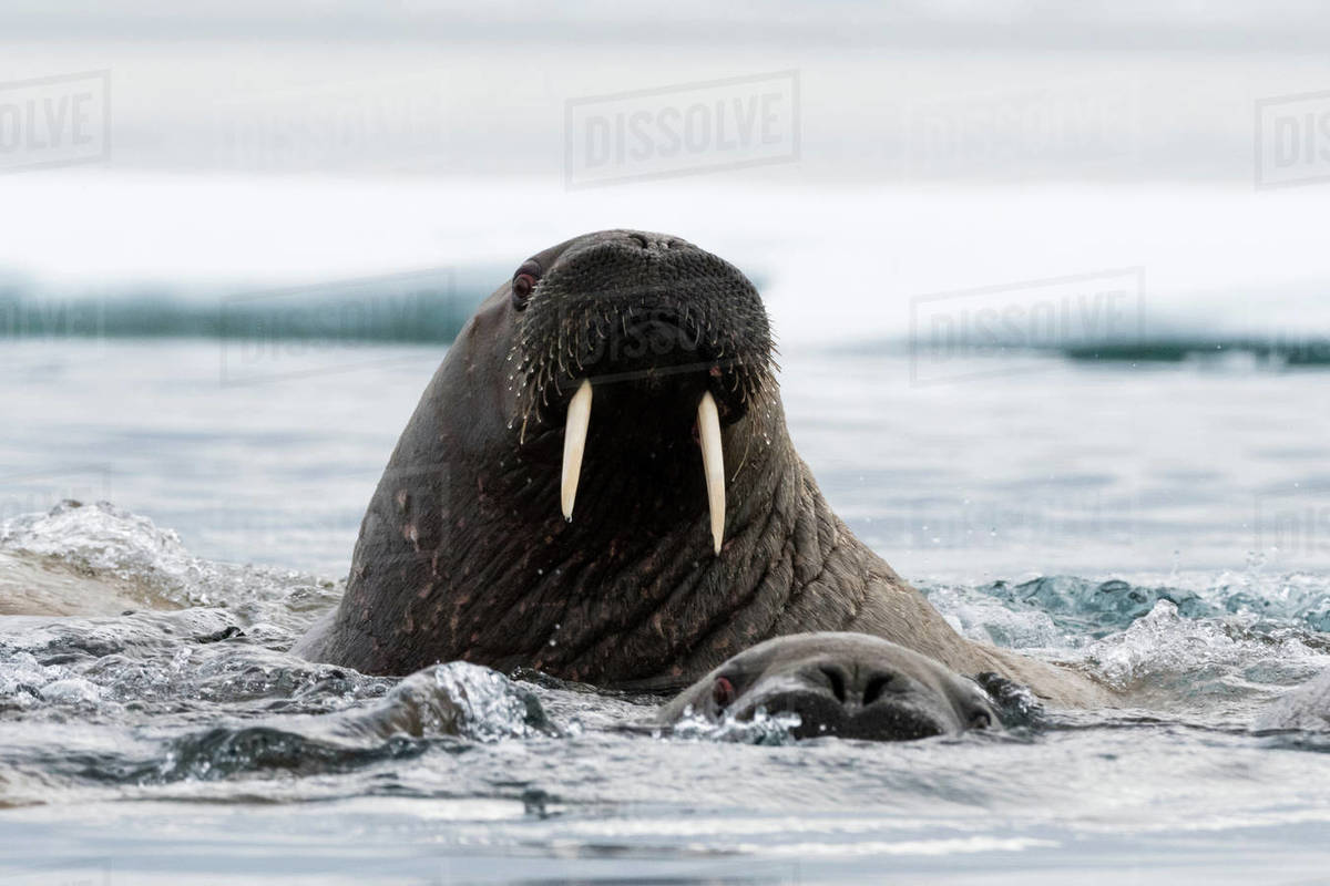 Atlantic walruses (Odobenus rosmarus) swimming in ocean, close up ...