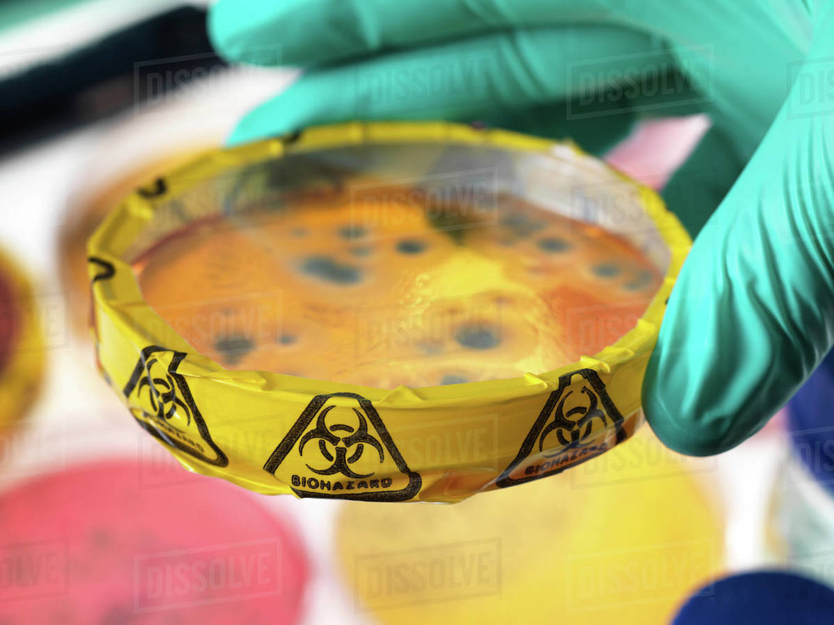 Microbiology Experiment, Scientist viewing microorganisms in bacterial ...