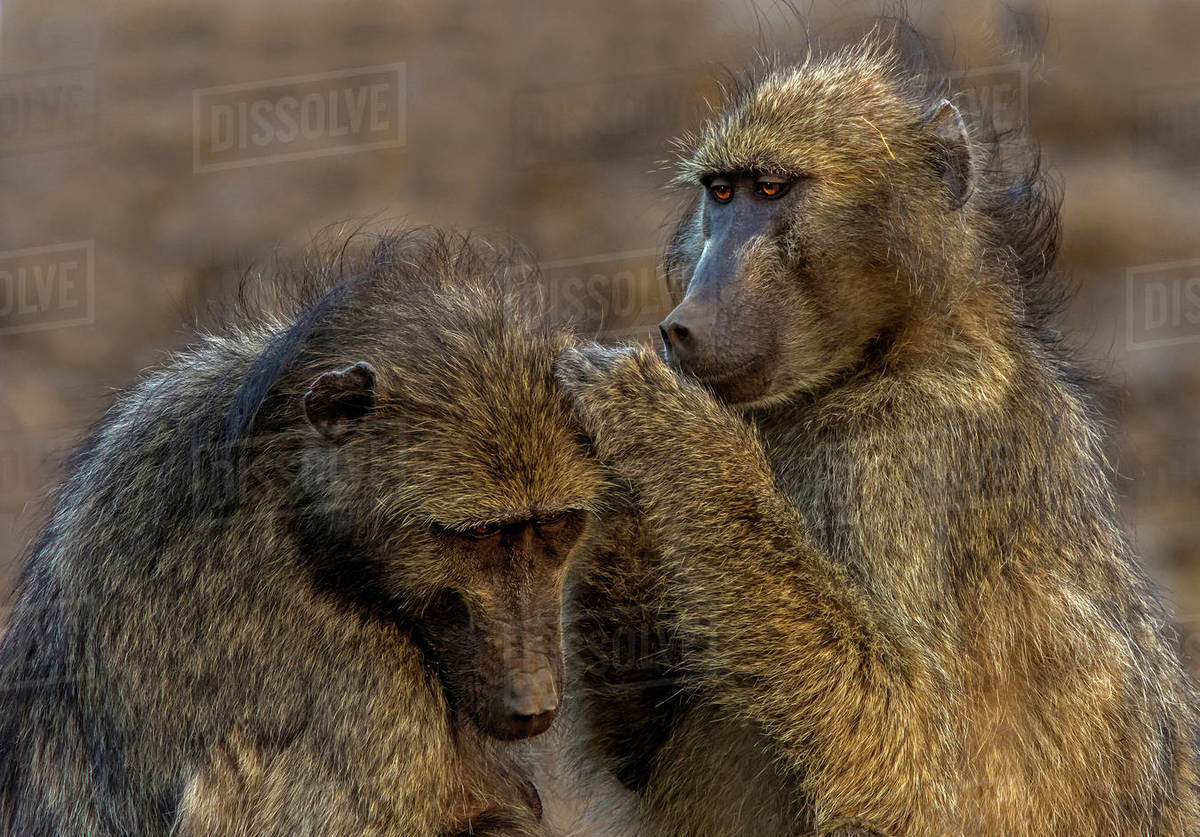 Chacma baboons grooming each other, Kruger National park, South Africa ...