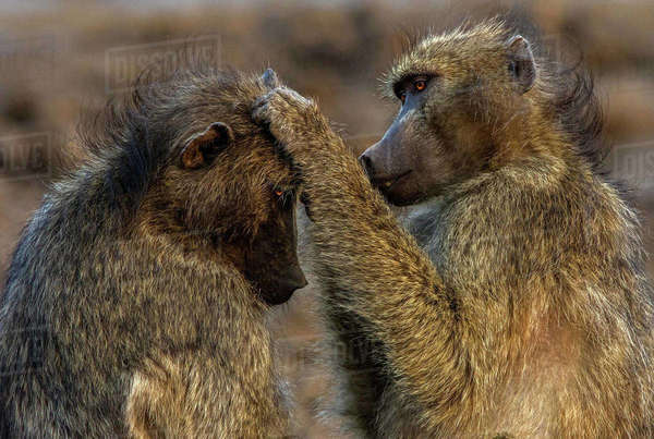 Chacma baboons grooming each other, Kruger National park, South Africa ...