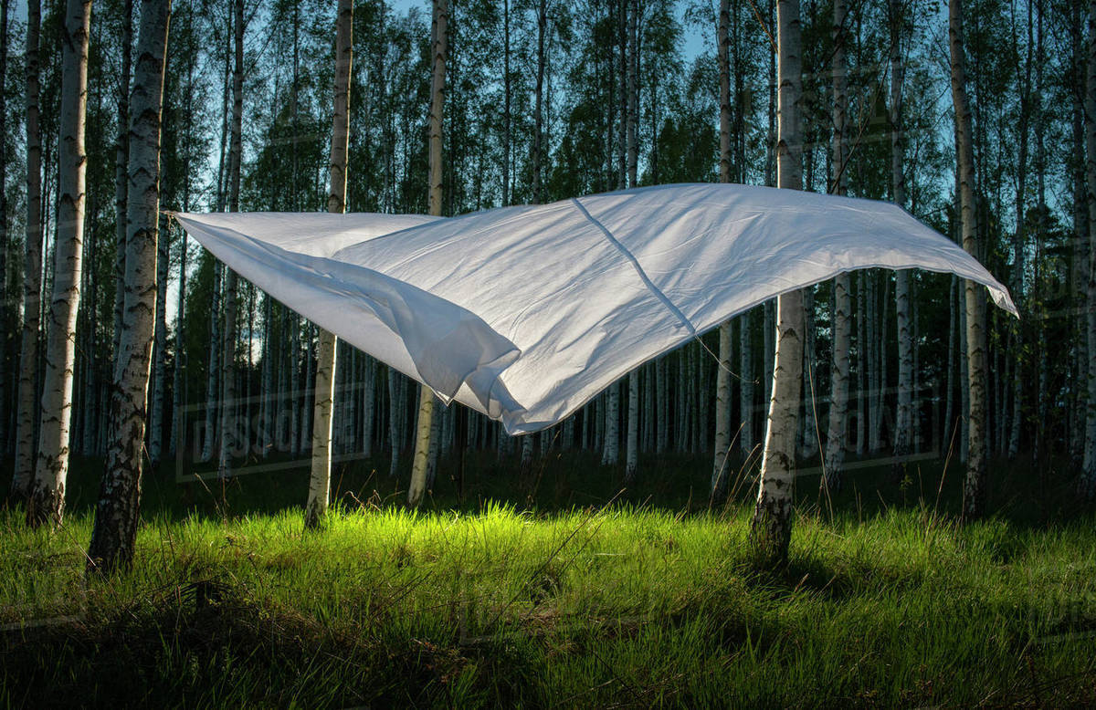 White sheet blowing in wind in between birch trees at night, Tingstäde ...